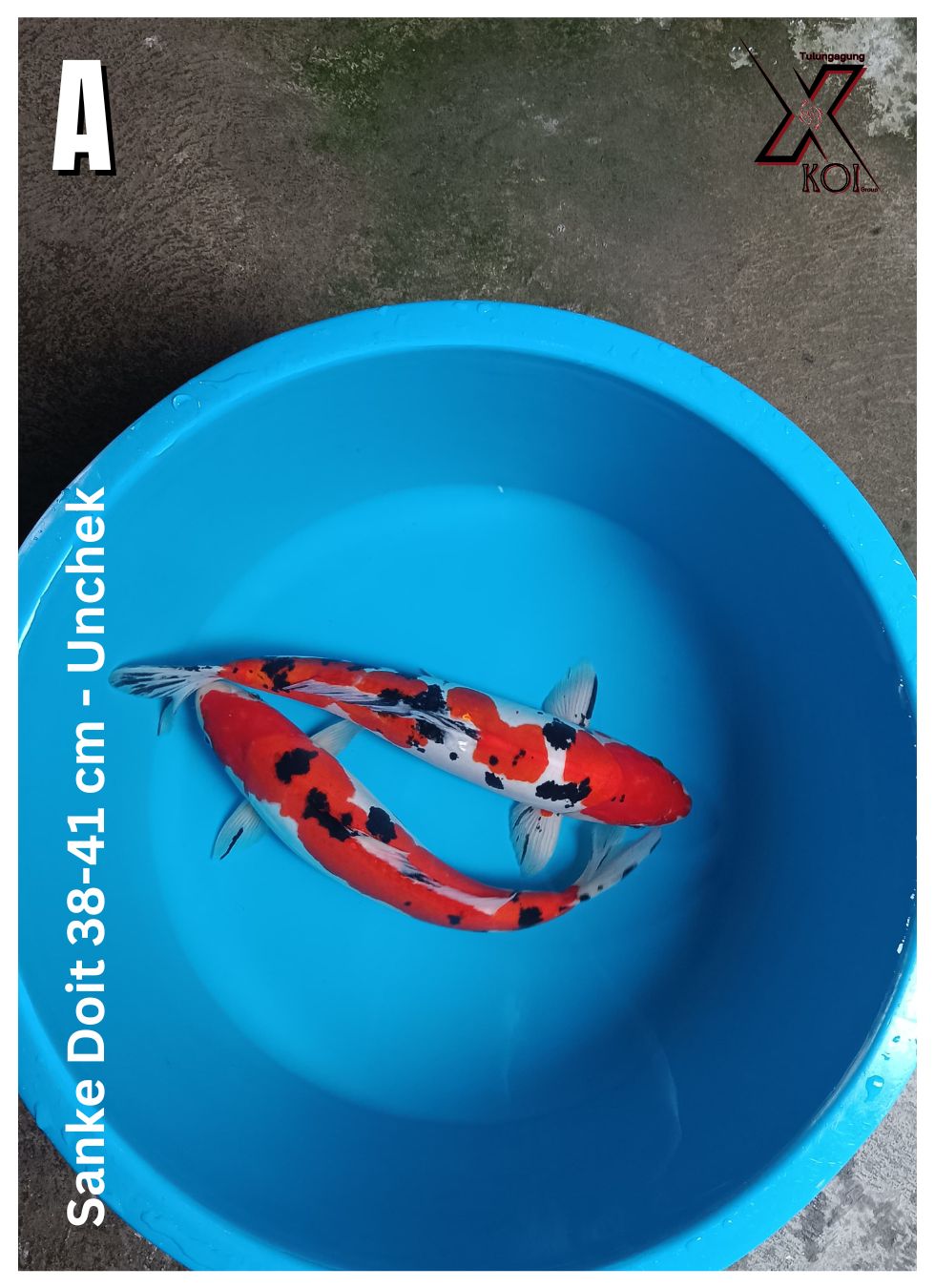 Master Koi - Lelang Ke-#064 X Koi Group Tulungagung