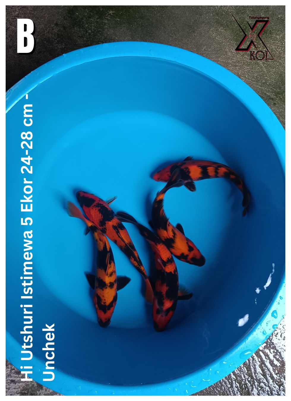 Master Koi - Lelang Ke-#064 X Koi Group Tulungagung