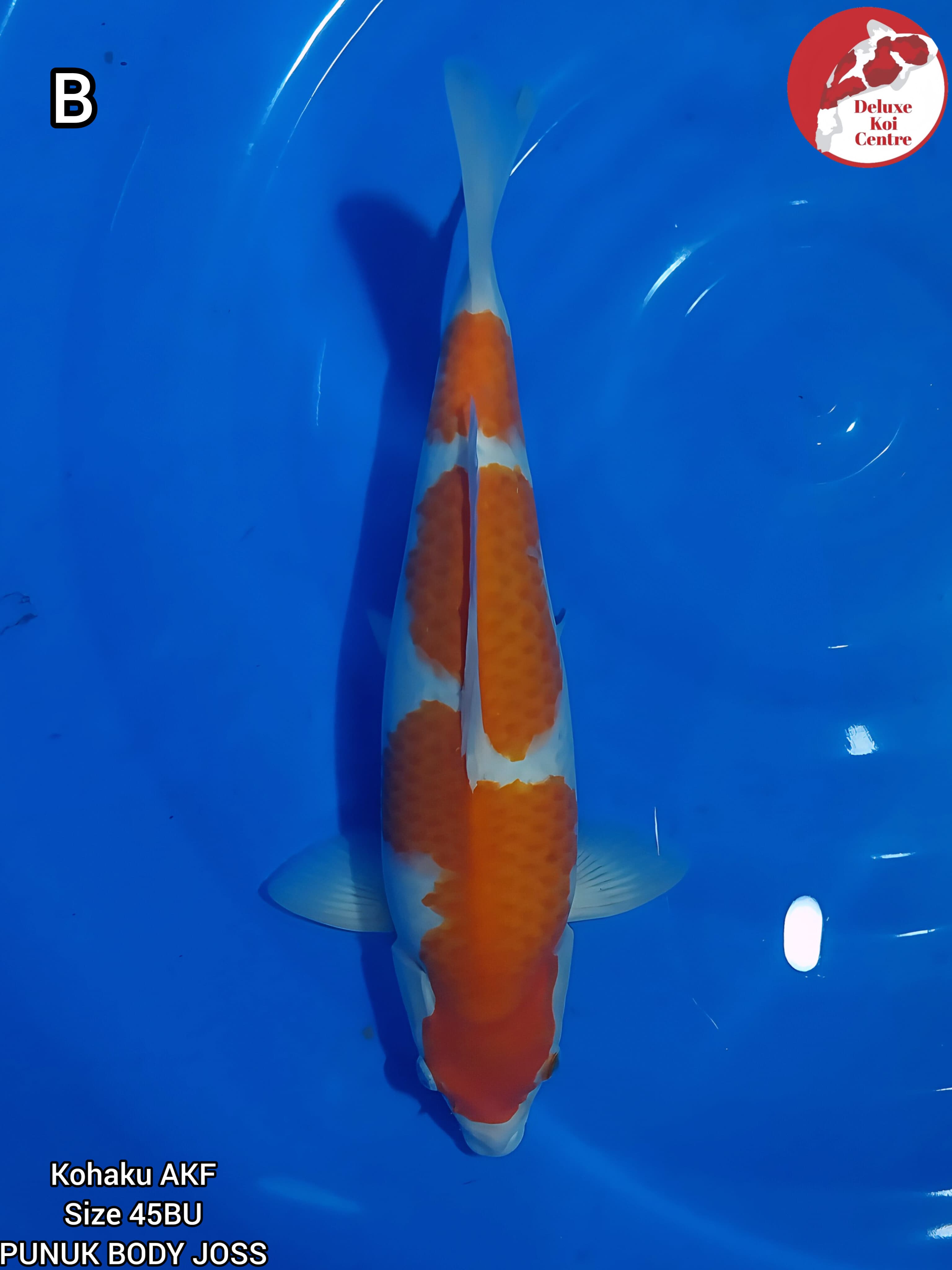 Master Koi - Lelang Ke-#007 Deluxe Koi Centre Sidoarjo