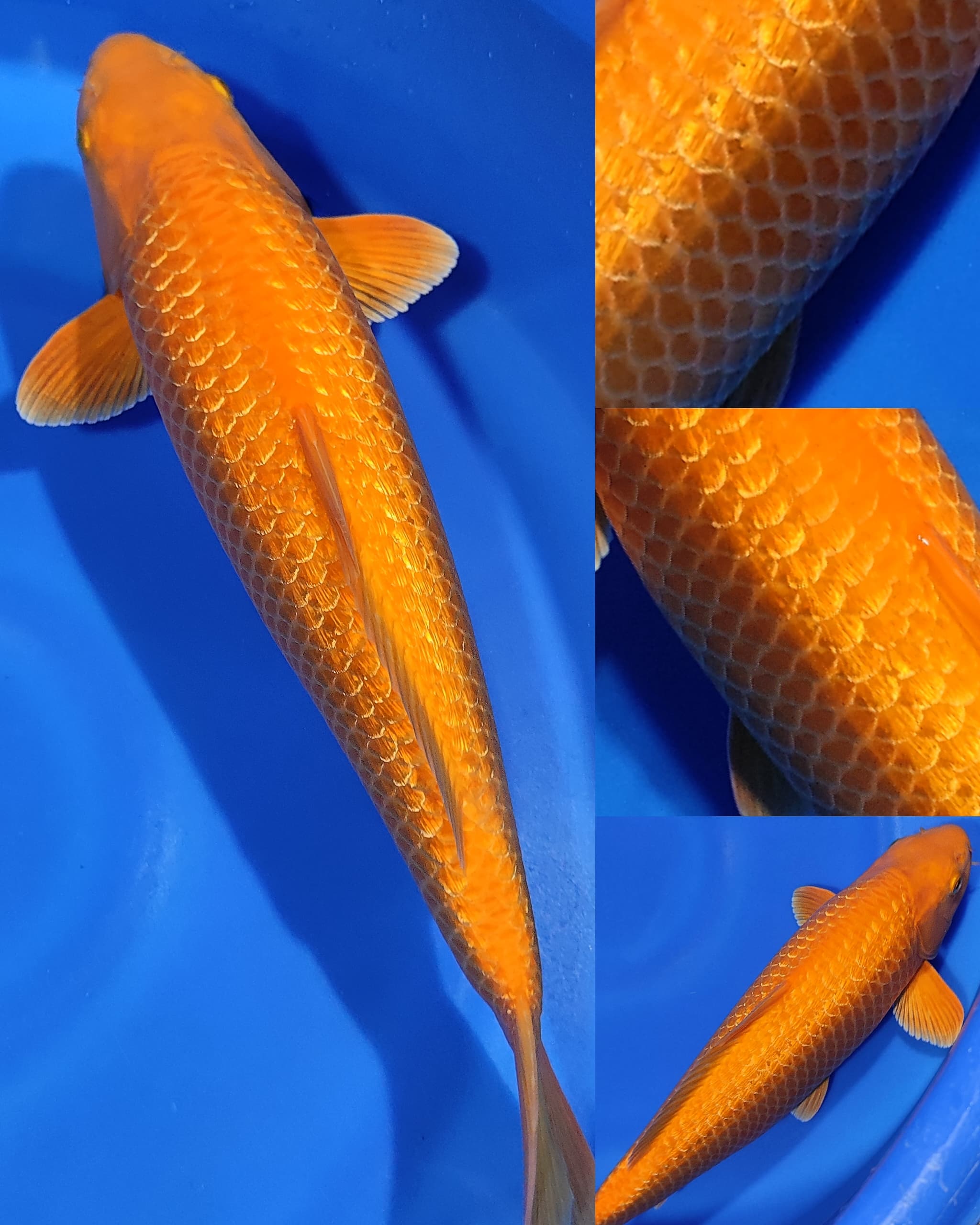 Master Koi - Lelang Ke-#008 Mekoi Nusantara Blitar