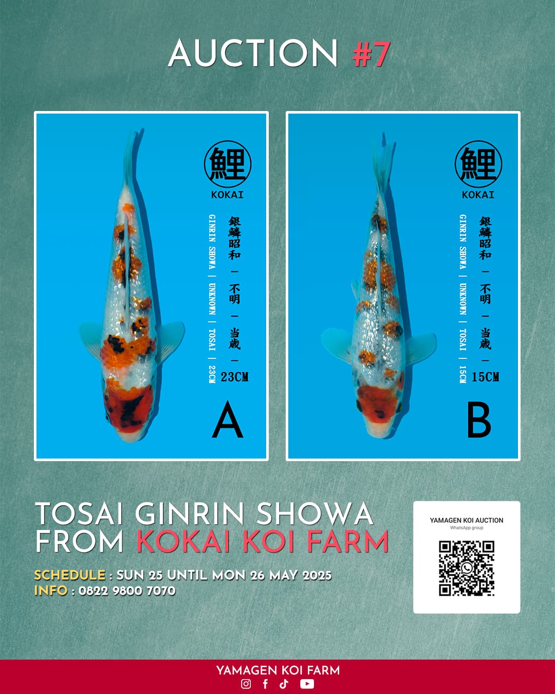 Master Koi - Lelang Ke-#007 Yamagen Koi Farm Jaktim