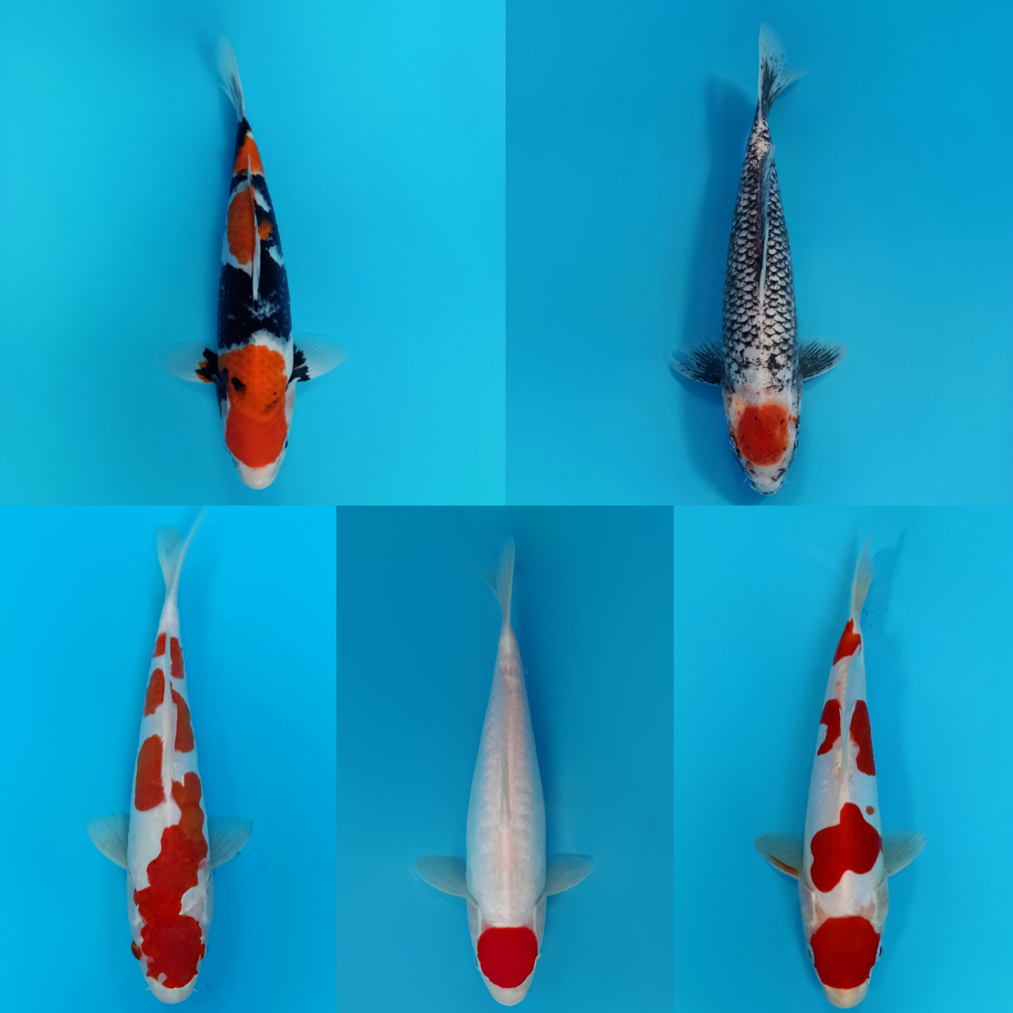 Master Koi - Lelang Ke-#074 Koiku Centre Blitar