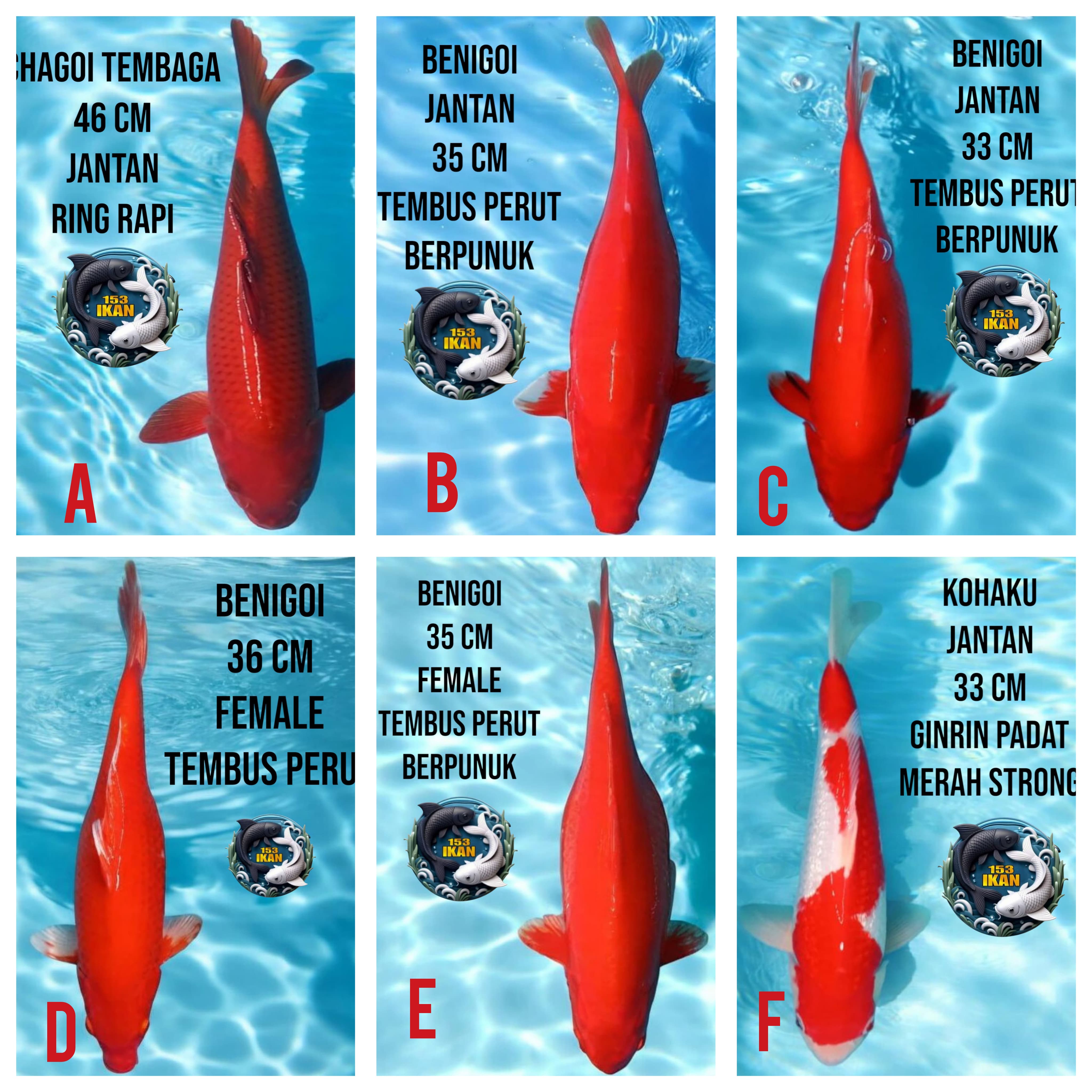 Master Koi - Lelang Ke-#070 153 Ikan Malang