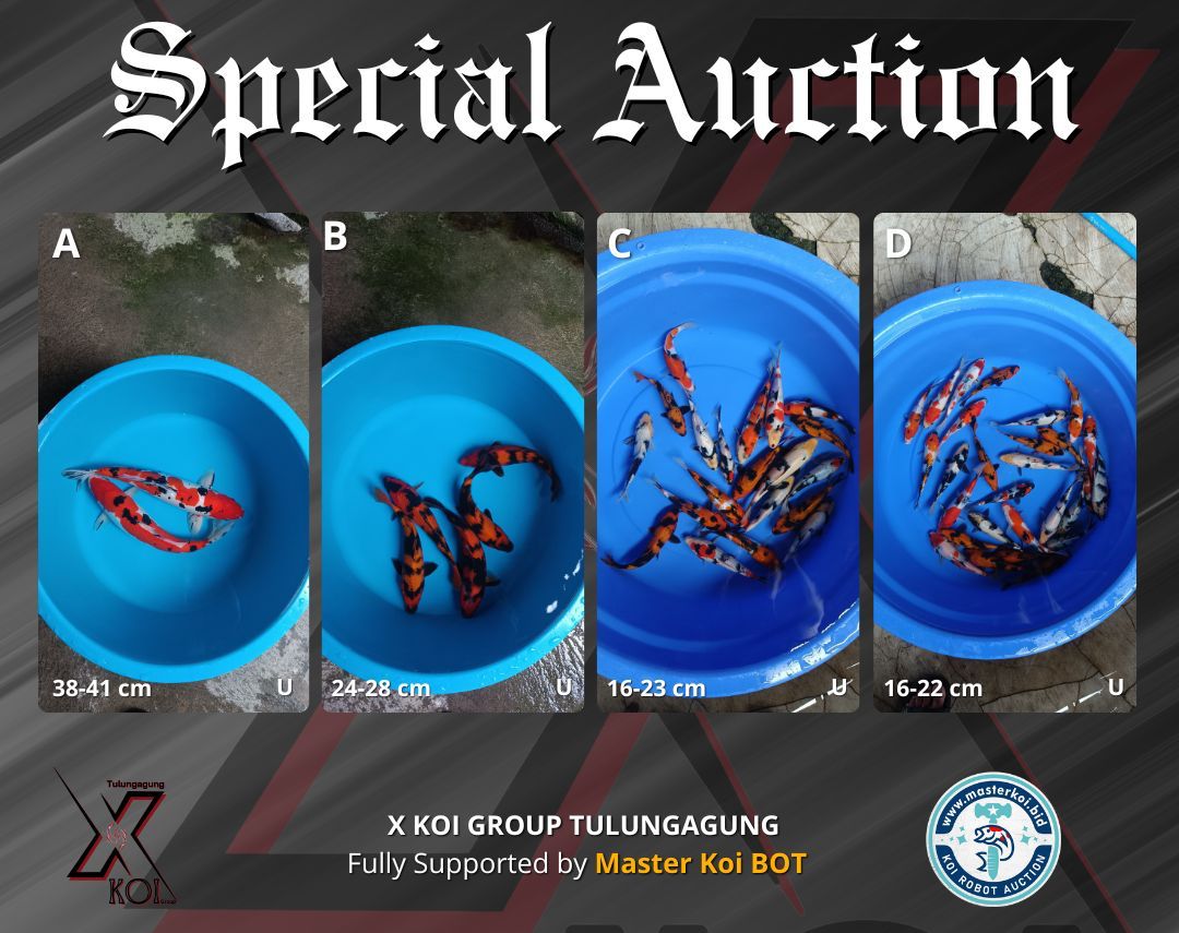 Master Koi - Lelang Ke-#064 X Koi Group Tulungagung
