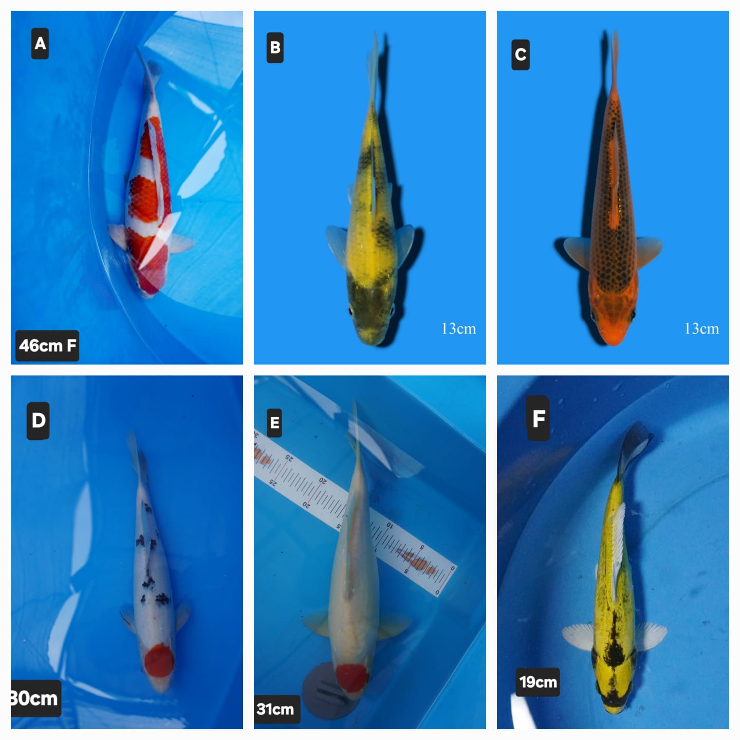 Master Koi - Lelang Ke-#015 Kenshin Nishikigoi Auction Malang