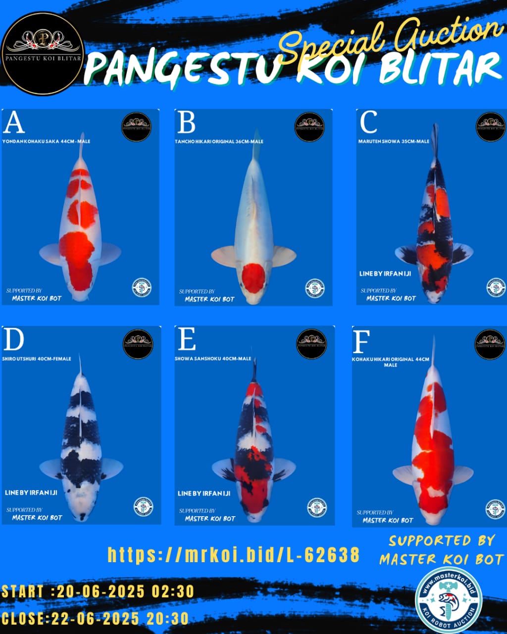 Master Koi - Lelang Ke-#074 Pangestu Koi Blitar