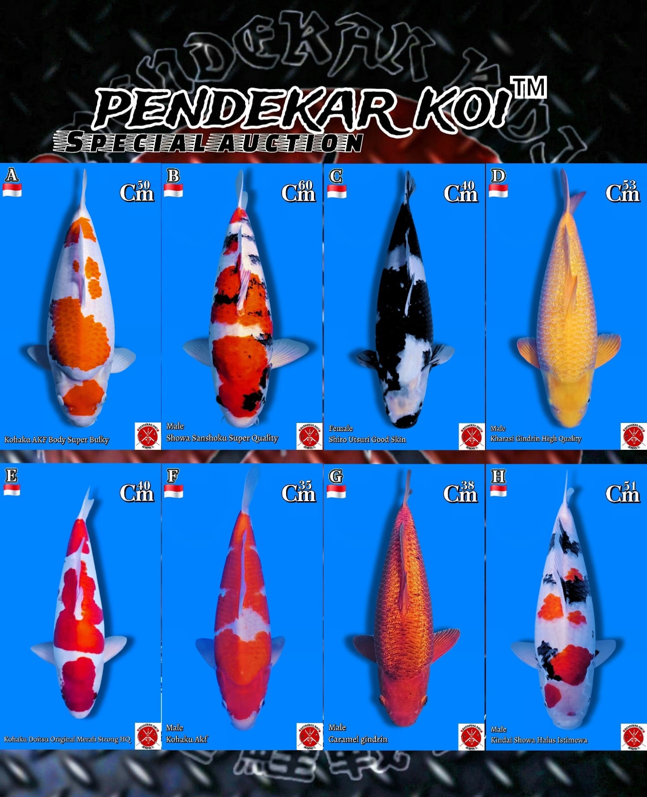 Master Koi - Lelang Ke-#185 Pendekar Koi Kudus