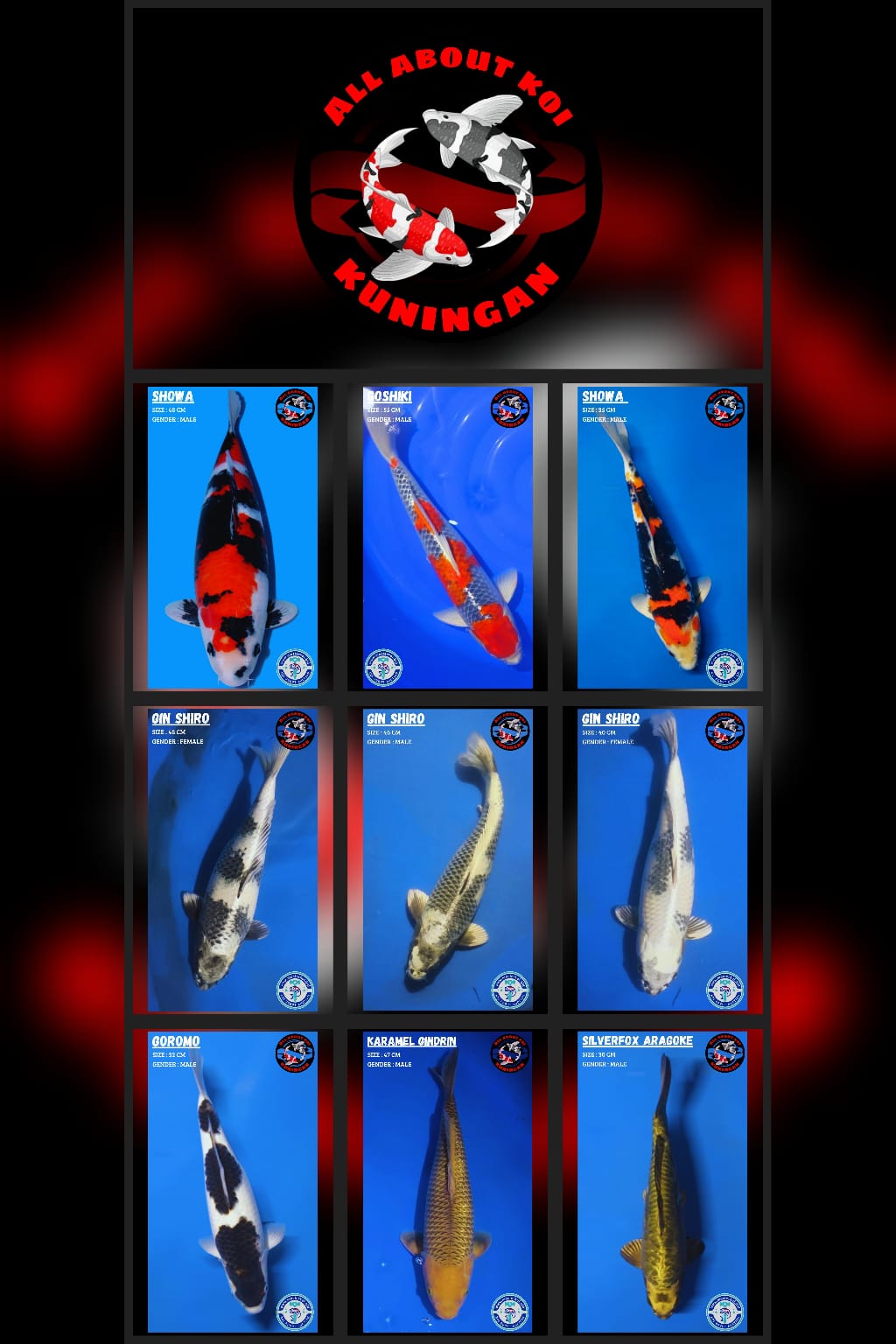 Master Koi - Lelang Ke-#020 All About Koi Kuningan
