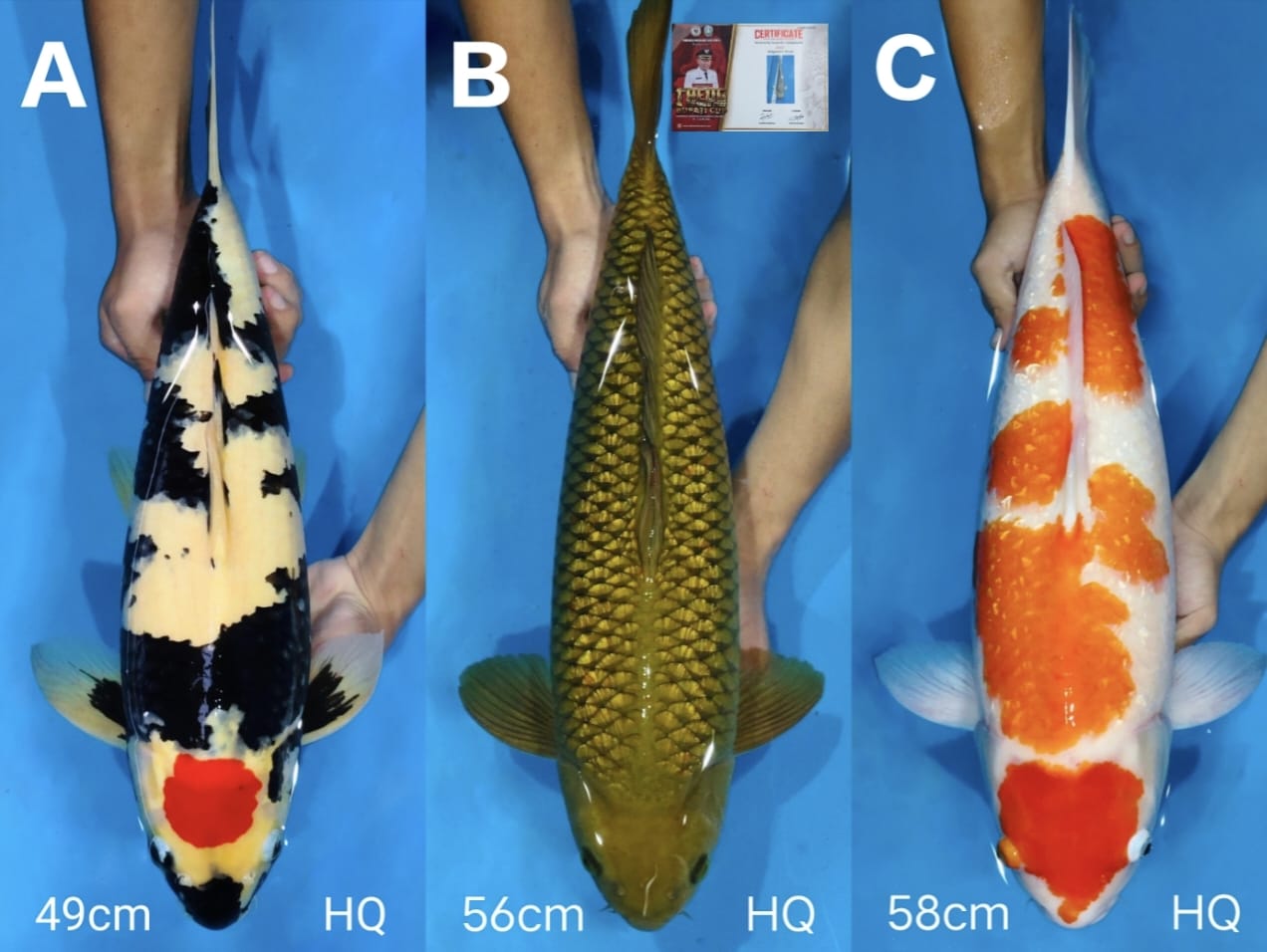 Master Koi - Lelang Ke-#423 Terminal Koi Auction Ponorogo