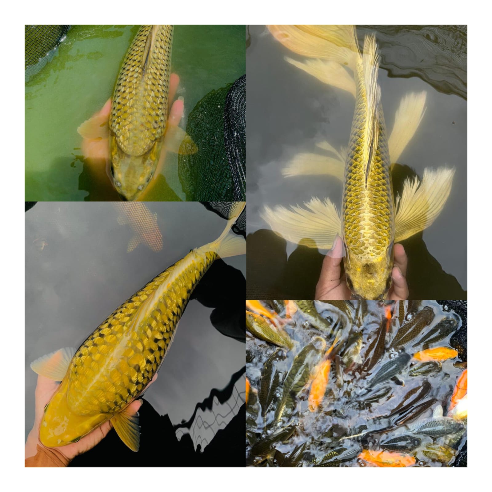 Master Koi - Lelang Ke-#077 Daikigoi Blitar